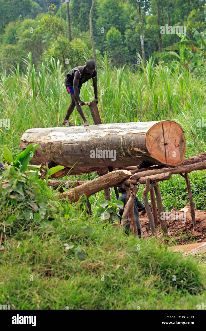 Tropical wood africa hi-res stock photography and images - Alamy