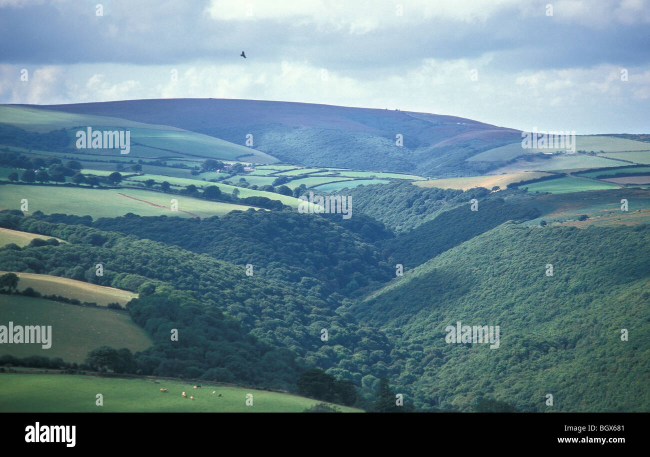 Horner Woods and Dunkery National Nature Reserve fringed by improved ...