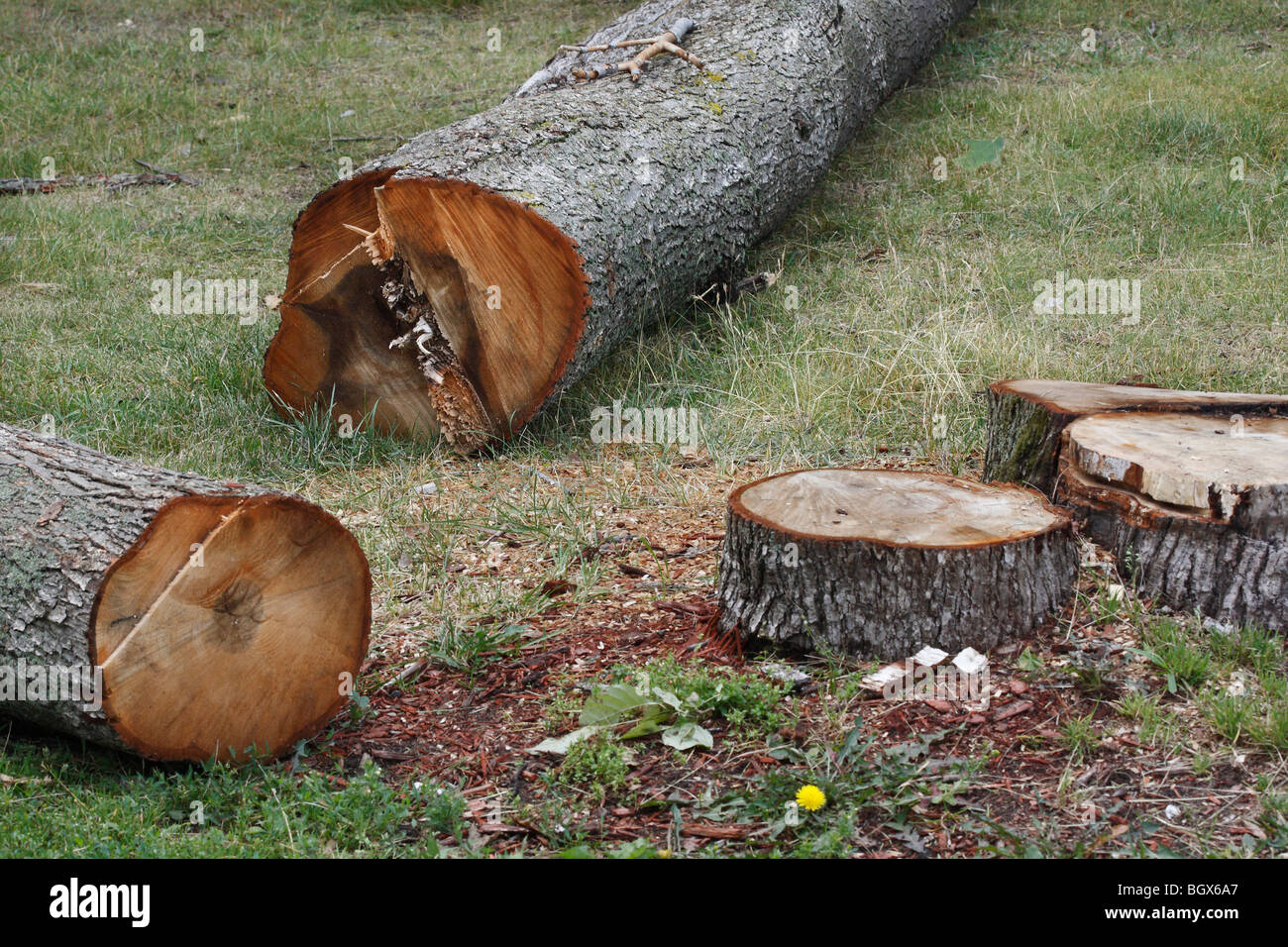 And timber hi hi-res stock photography and images - Alamy