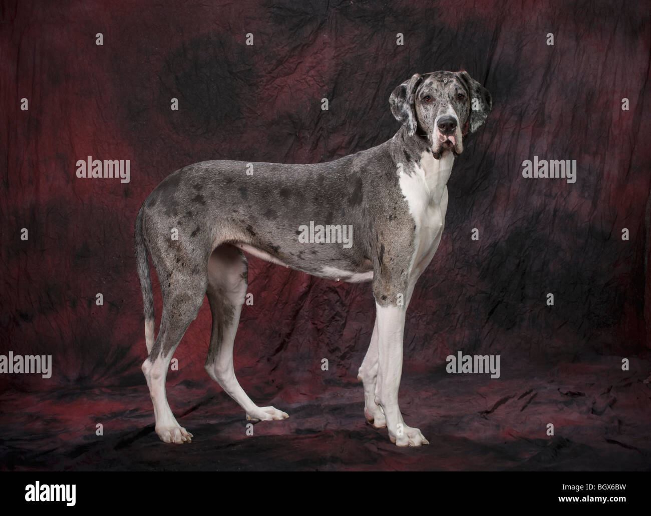 Great domestic hi-res stock photography and images - Alamy