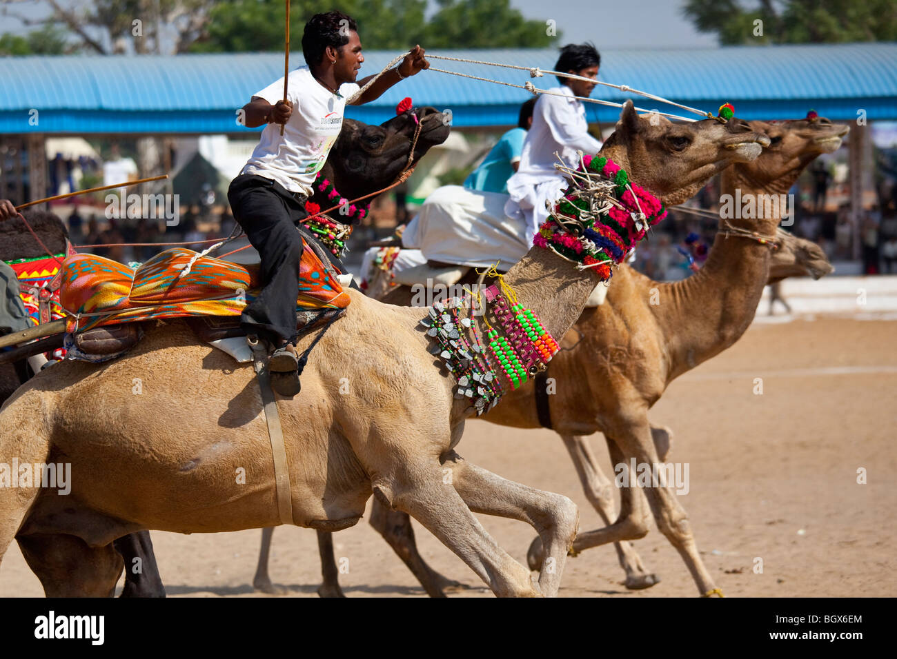 Camel Racing at the Camel Fair in Pushkar India Stock Photo - Alamy