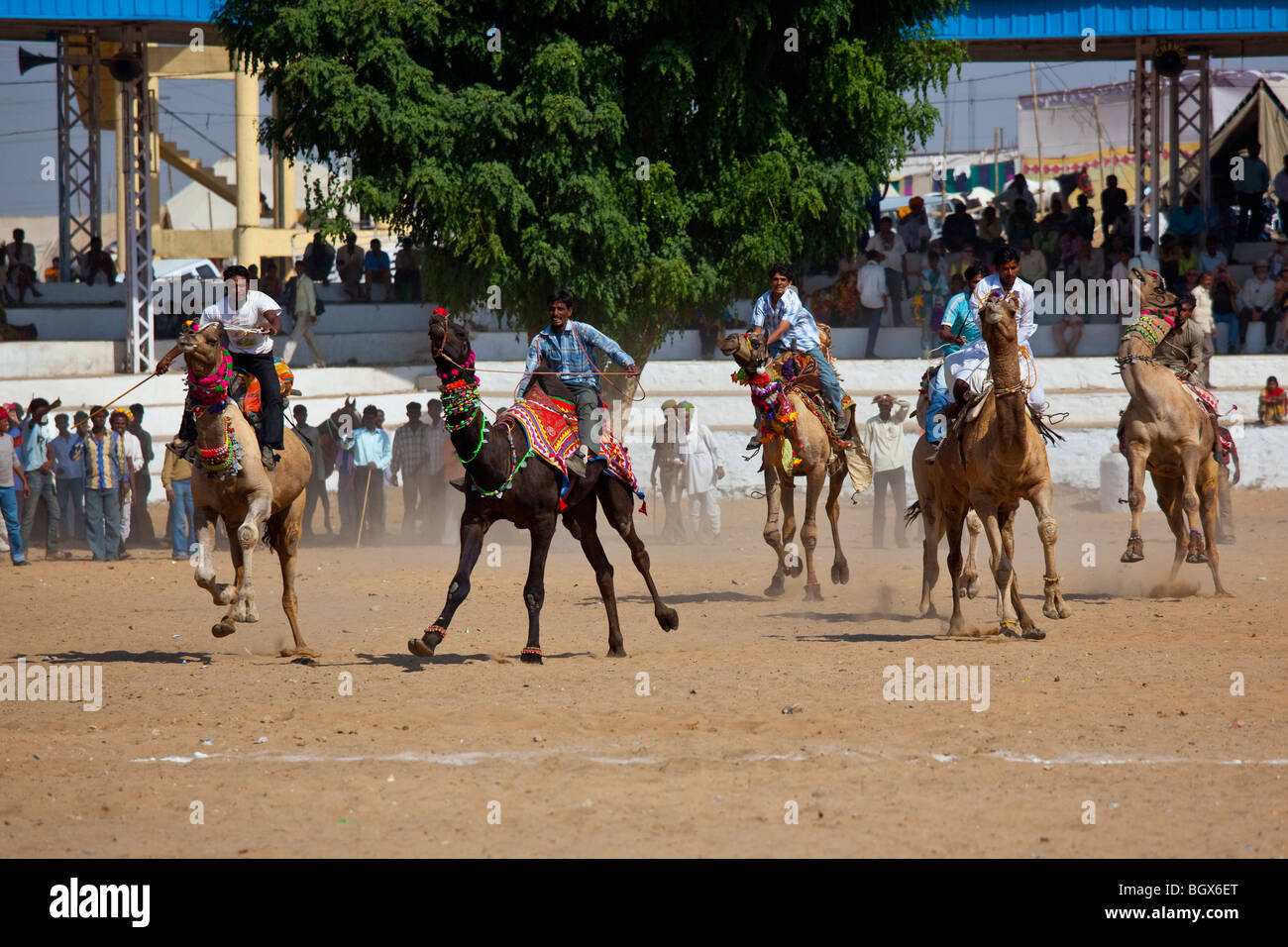 Camel racing hi-res stock photography and images - Alamy