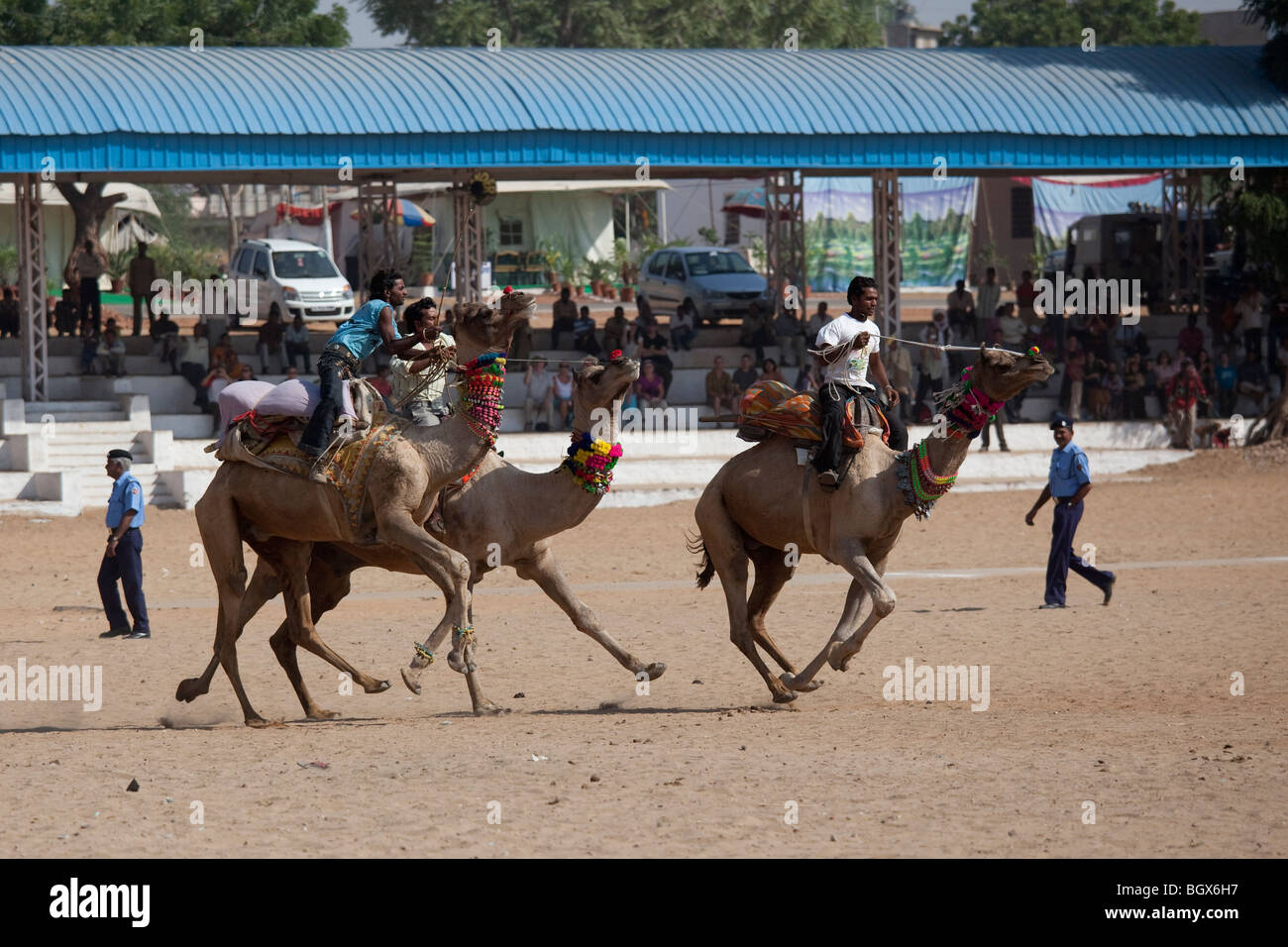 Camel racing hi-res stock photography and images - Alamy