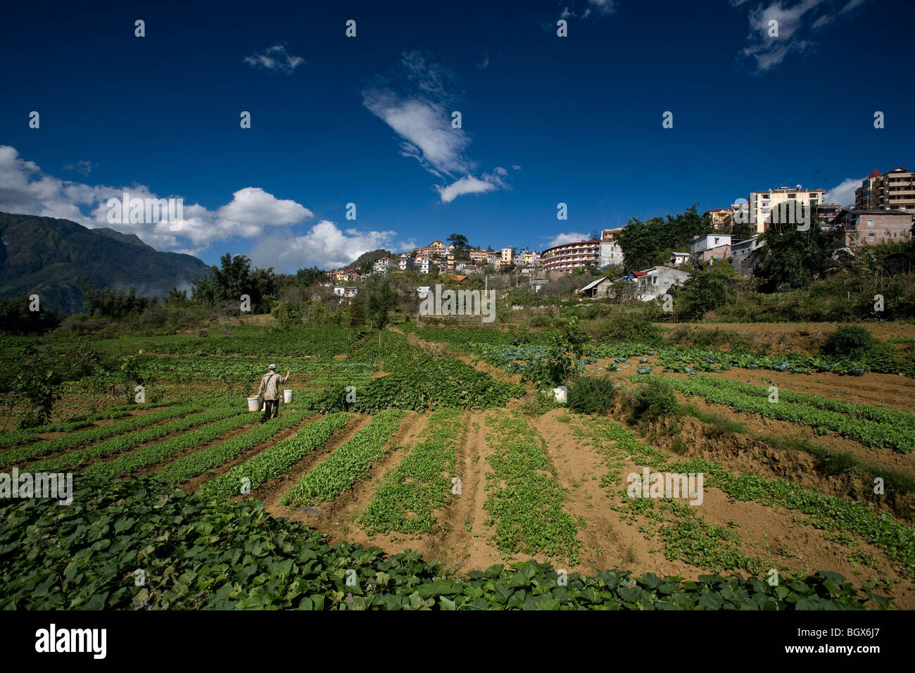 Farmer working on crops Stock Photo - Alamy