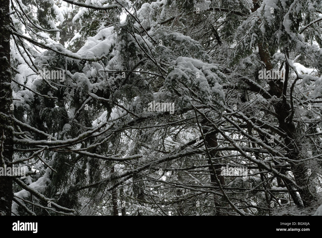 Hemlock forest in winter hi-res stock photography and images - Alamy