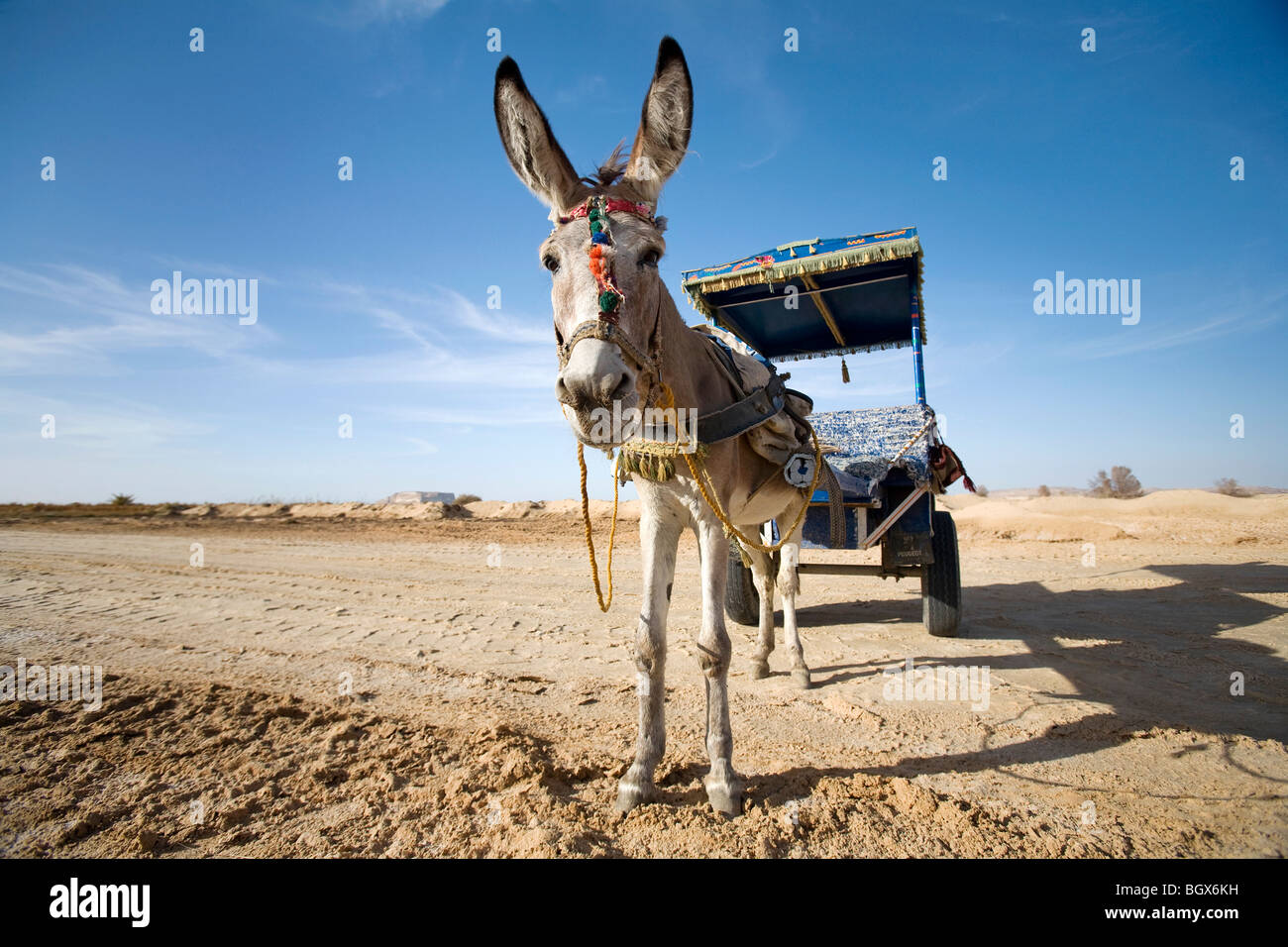 A donkey and cart Stock Photo - Alamy