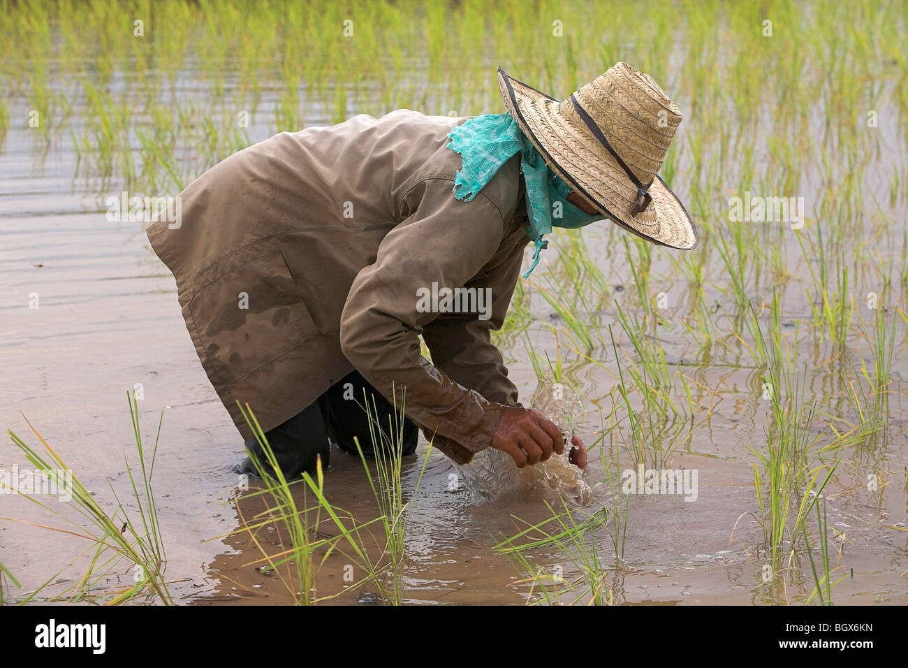Isan thailand rice field hi-res stock photography and images - Alamy