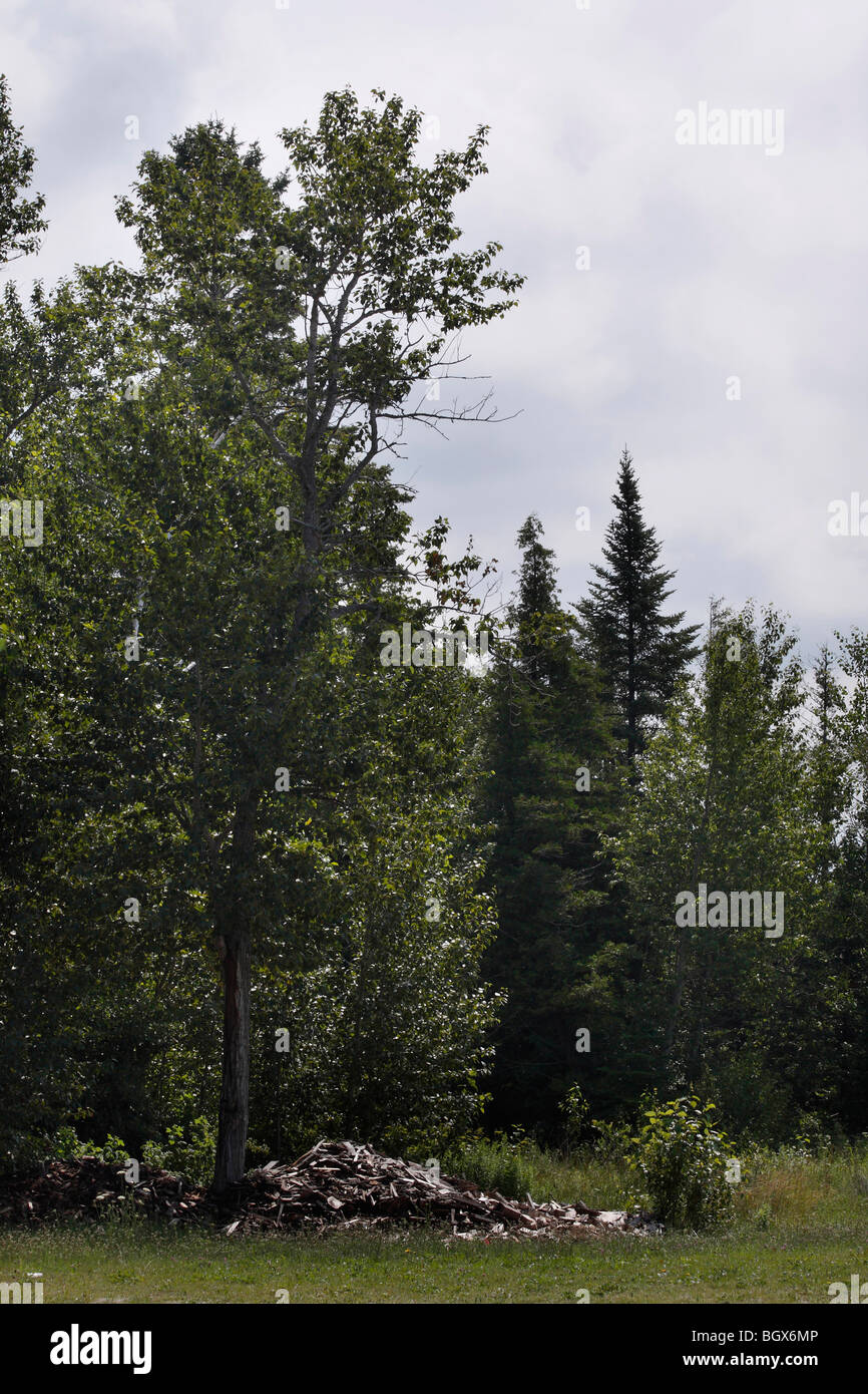 Forest and pile fire wood in Michigan USA US pile of wooden logs nobody ...