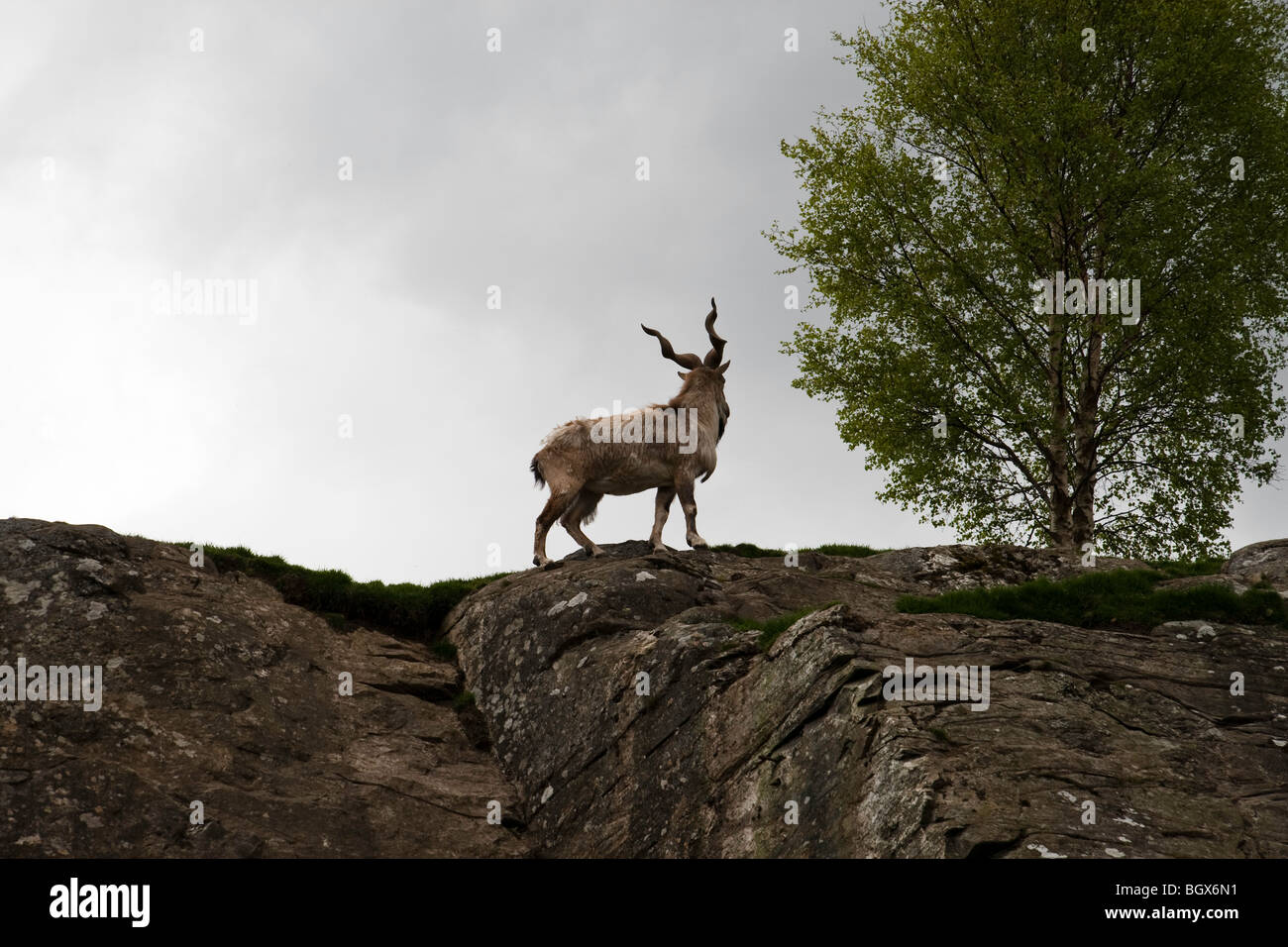 Markhor hi-res stock photography and images - Alamy