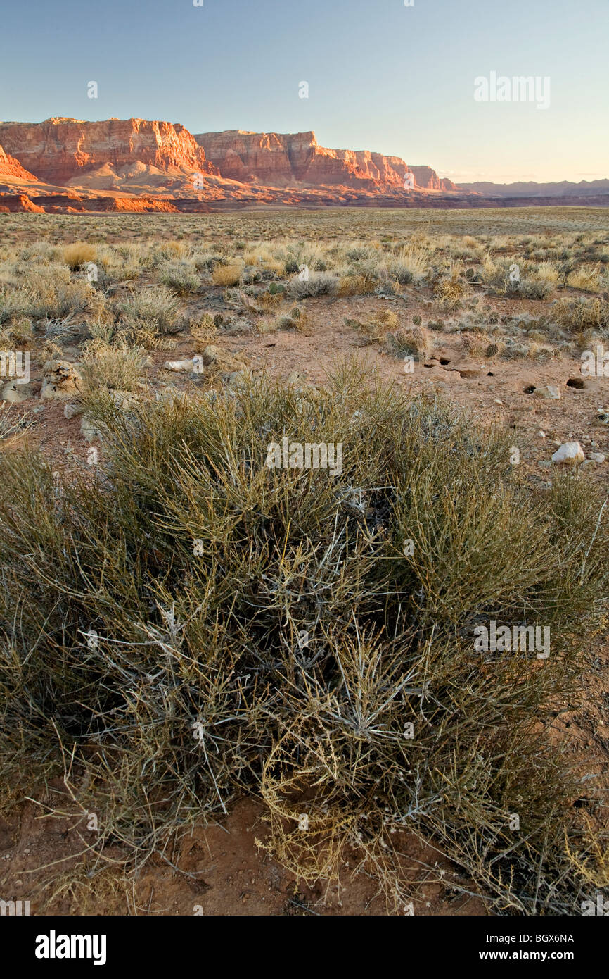 Mormon tea hi-res stock photography and images - Alamy