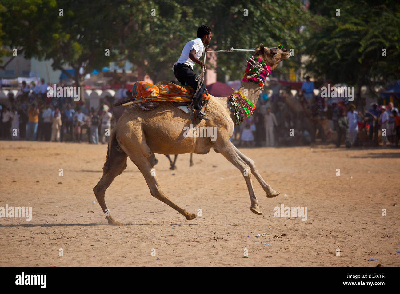 Camel racing hi-res stock photography and images - Alamy