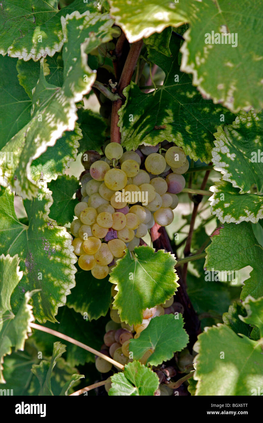 Semillon wine grapes at Chateau Monbazillac vineyard Dordogne Aquitaine ...