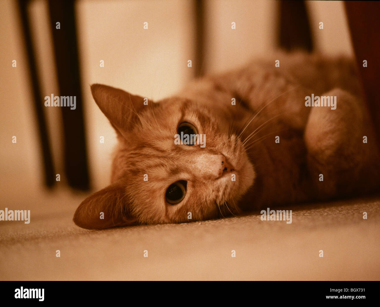 Ginger Tom Cat Stock Photo - Alamy