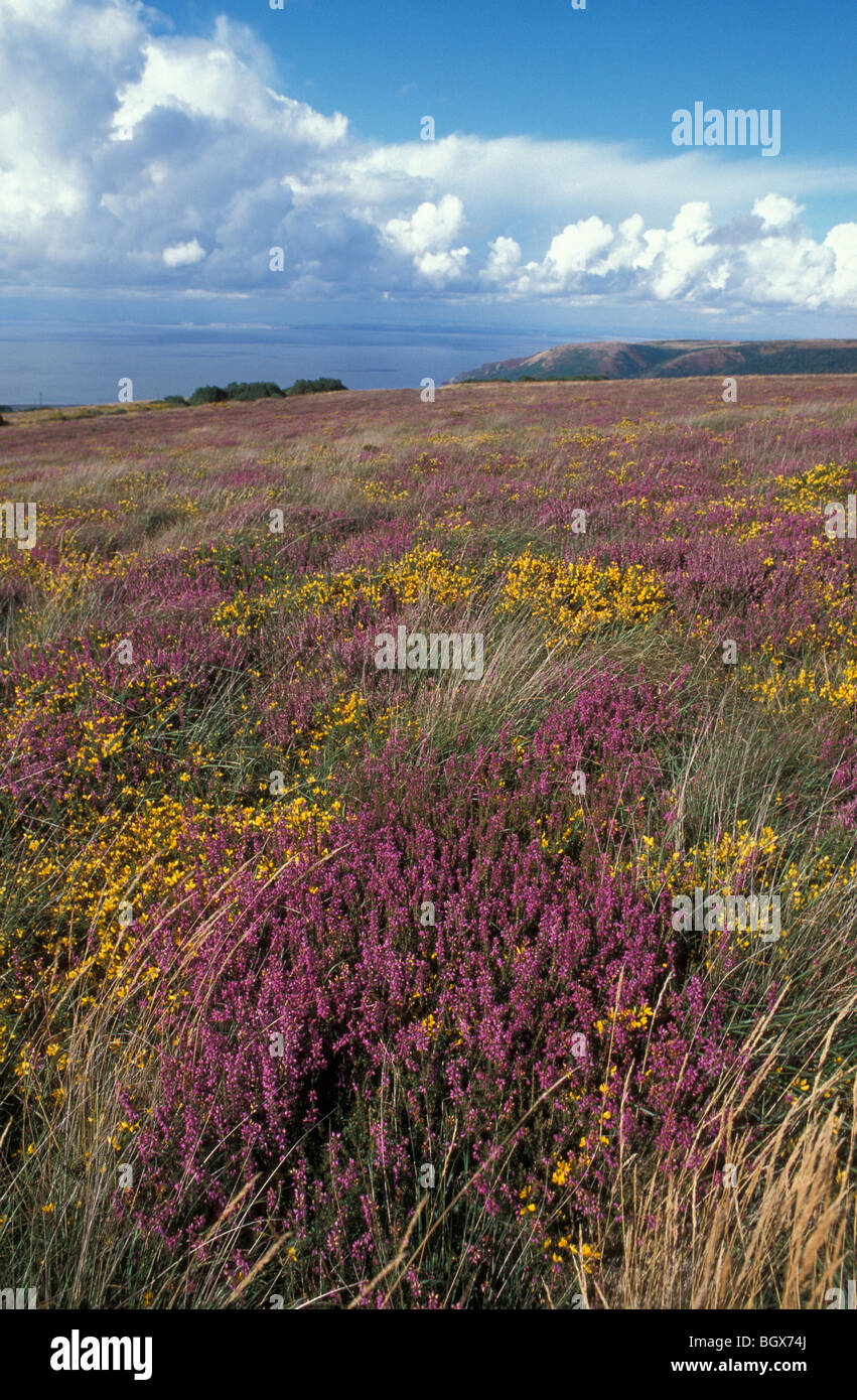 Heather and gorse moorland Horner Woods and Dunkery National Nature ...