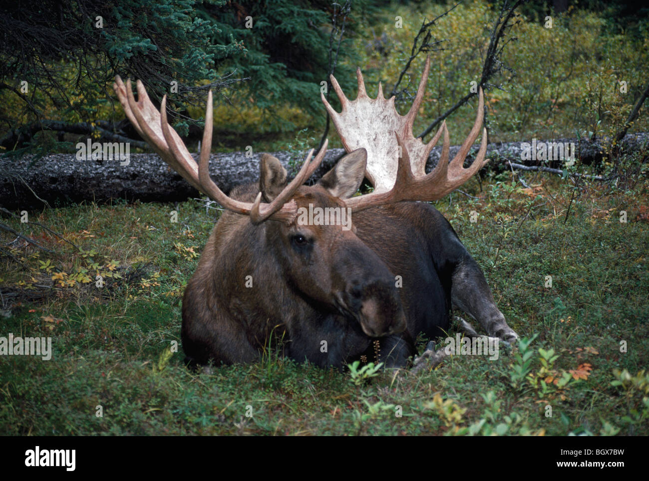 Bull moose (Alces alces Stock Photo - Alamy
