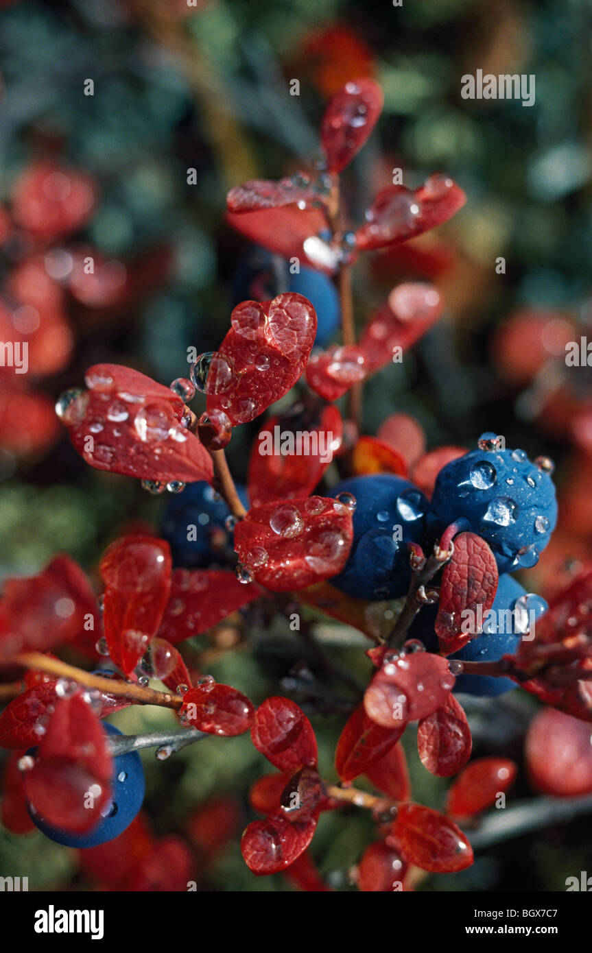 Wild blueberries on a bush with dew drops Stock Photo - Alamy
