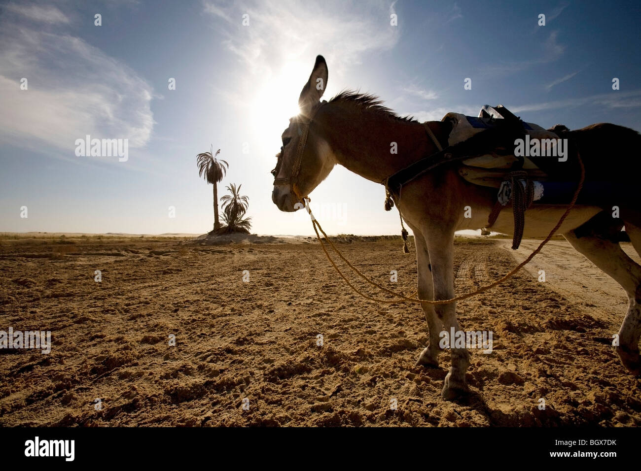 A donkey in Siwa Stock Photo - Alamy