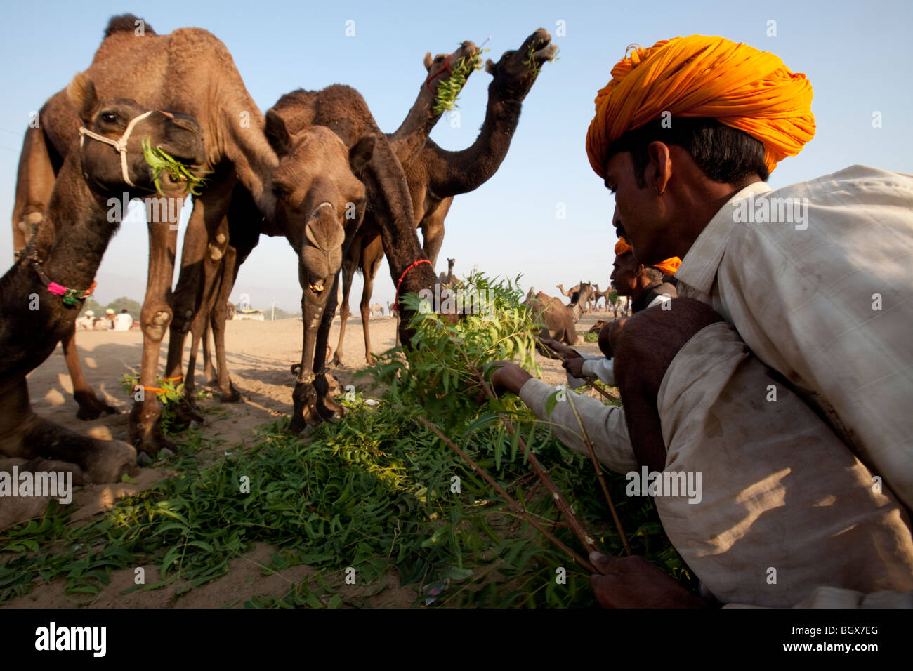 Feeding camels a the Camel Fair in Pushkar, India Stock Photo - Alamy