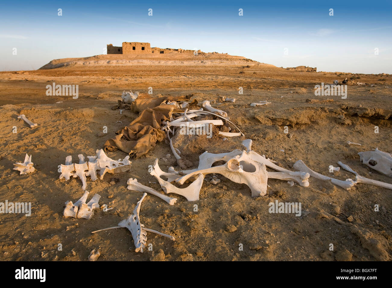 Bones in desert Stock Photo - Alamy
