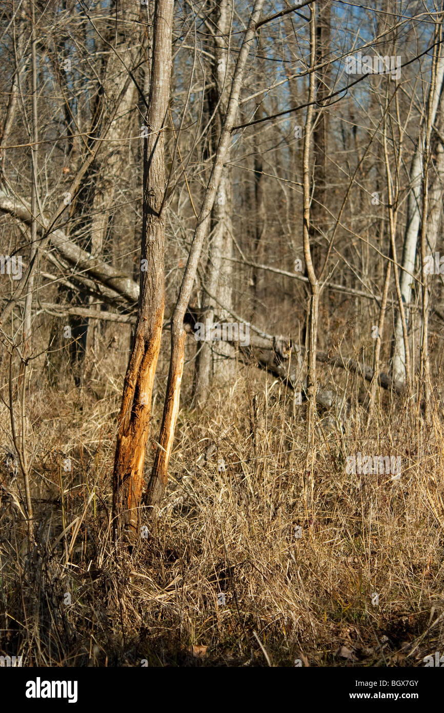Buck rub vertical Stock Photo - Alamy