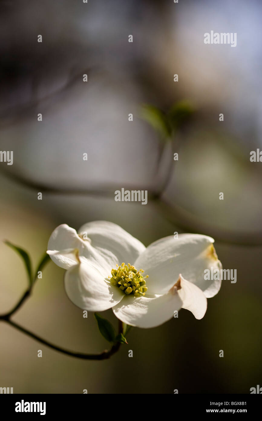 Dogwood tree hi-res stock photography and images - Alamy