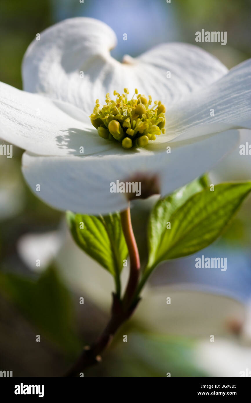 Dogwood tree hi-res stock photography and images - Alamy