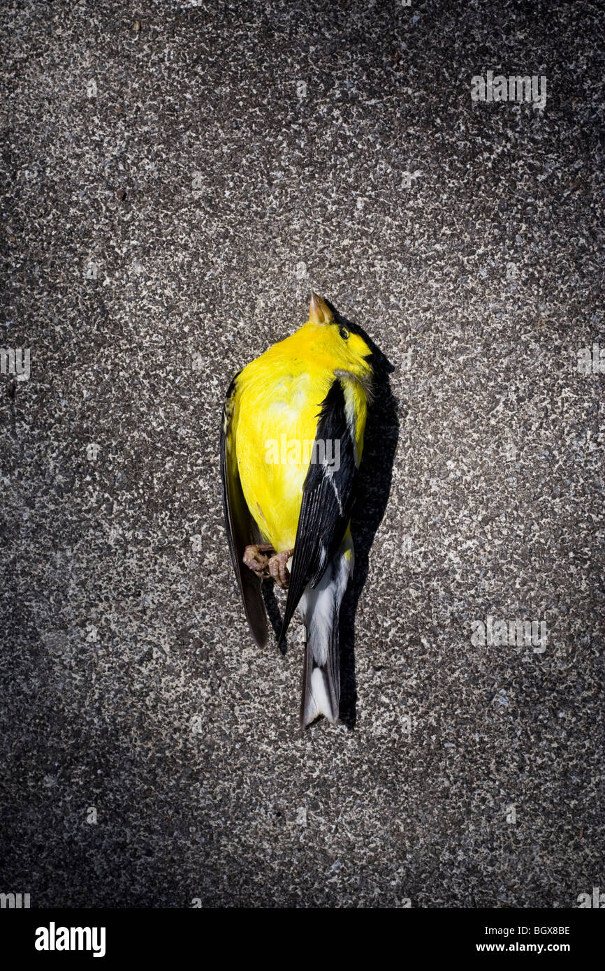 A dead American Goldfinch laying on a concrete patio in dappled light ...