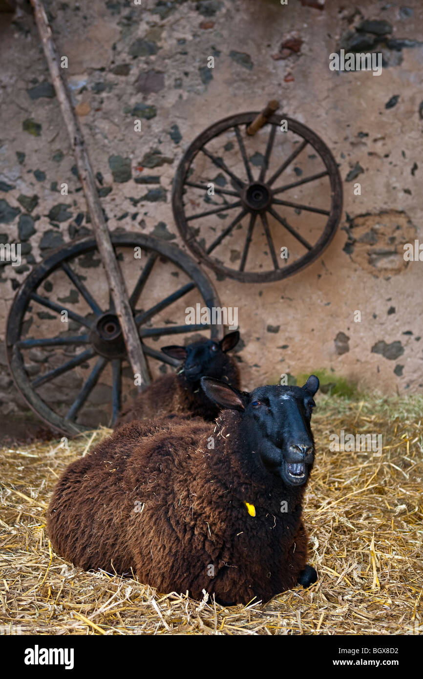 Medieval sheep hi-res stock photography and images - Alamy