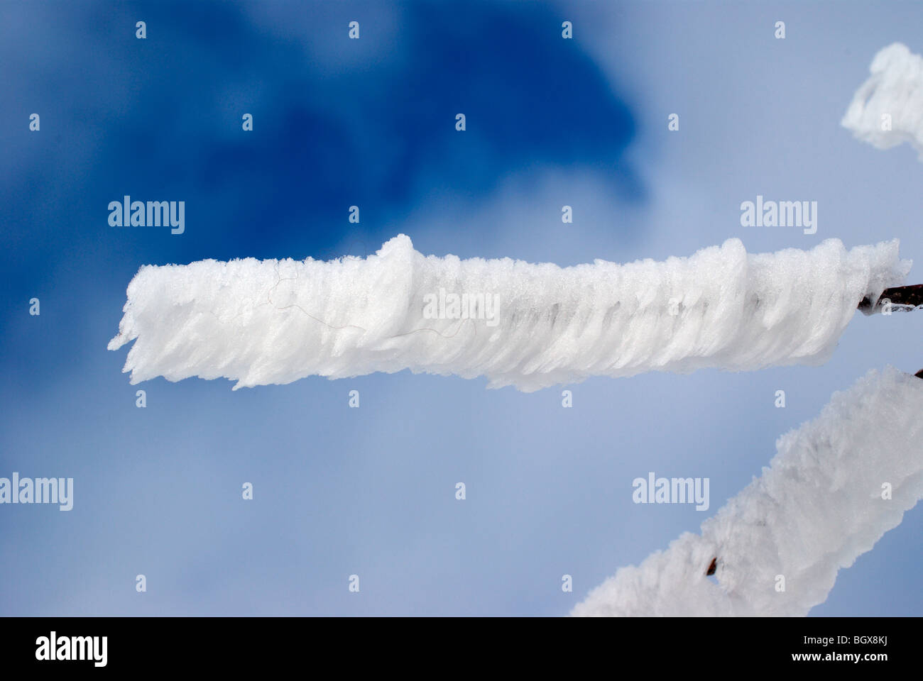 frosted branch with the sky background Stock Photo - Alamy