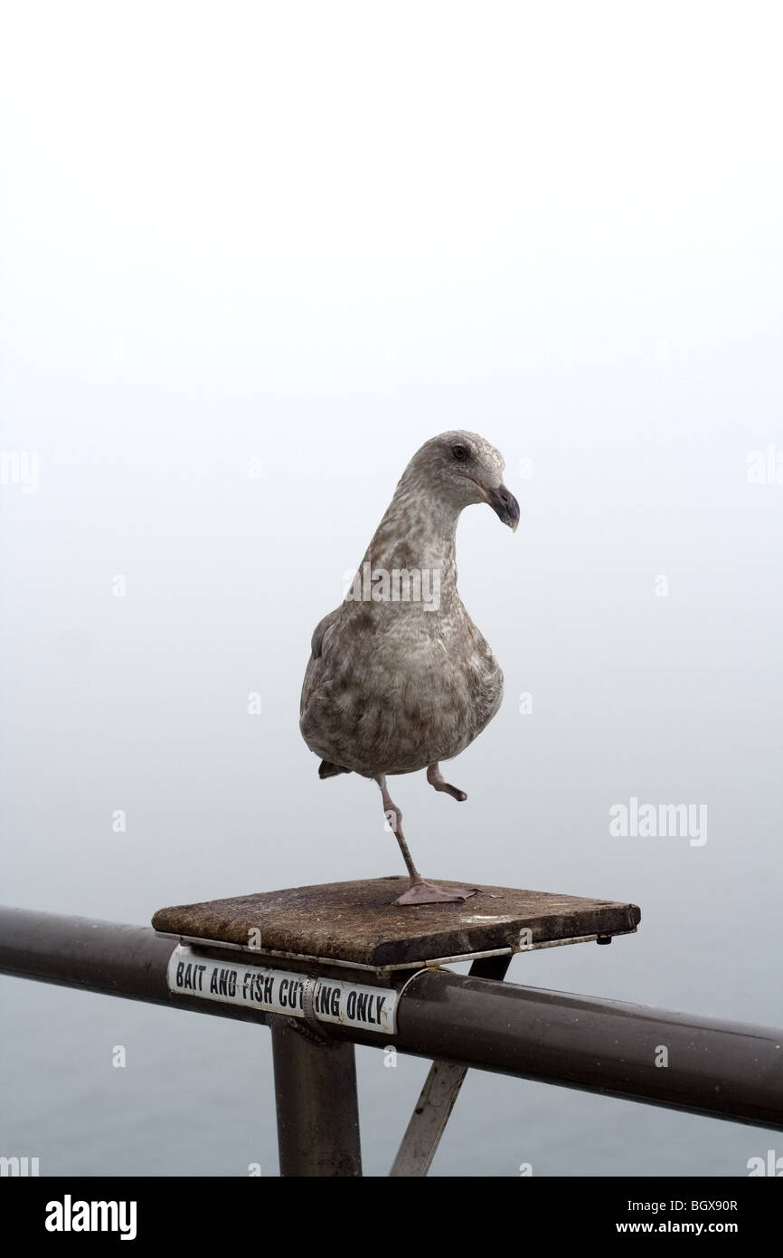 Seagull Fish Standing High Resolution Stock Photography and Images - Alamy