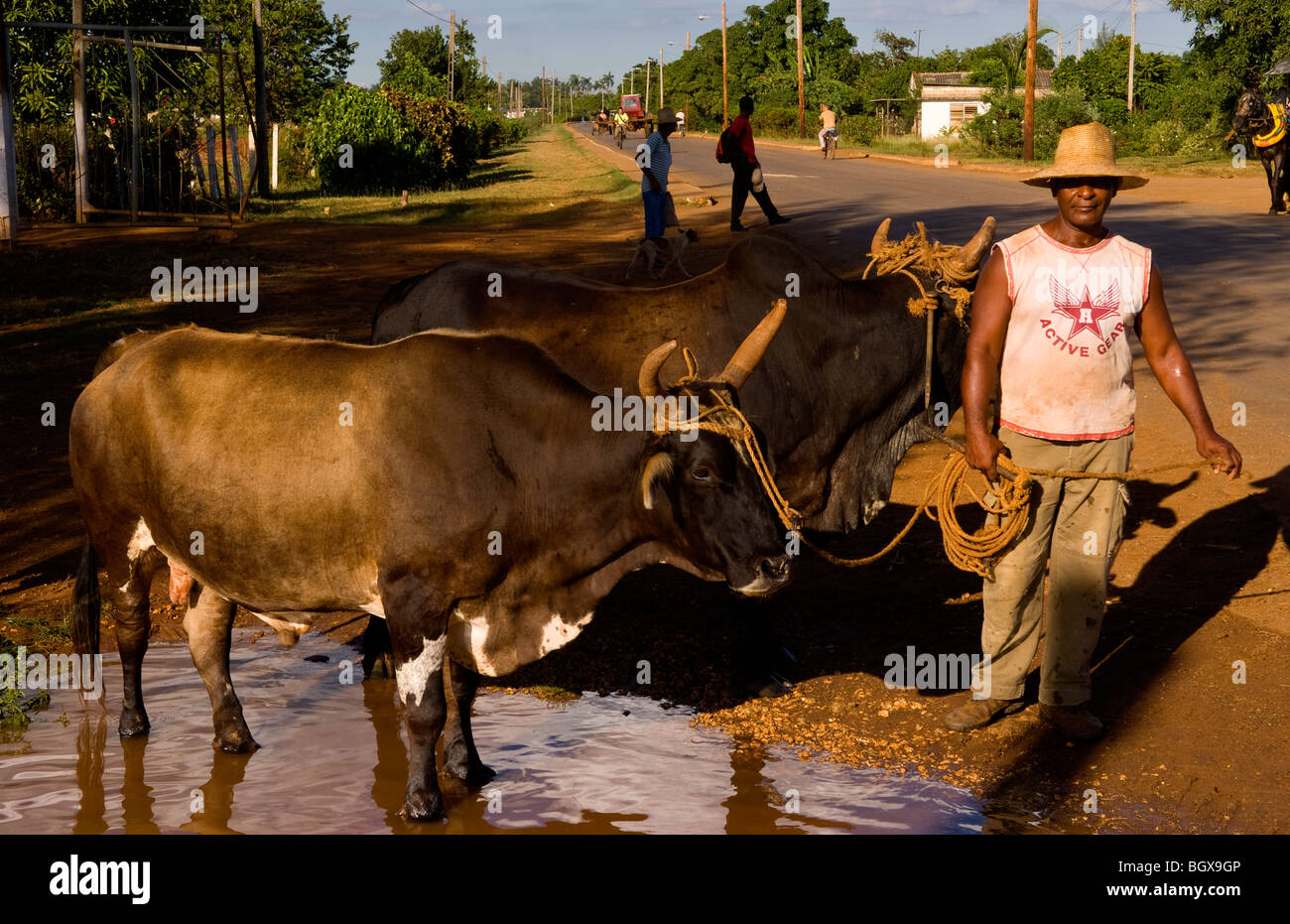 Water oxen hi-res stock photography and images - Alamy