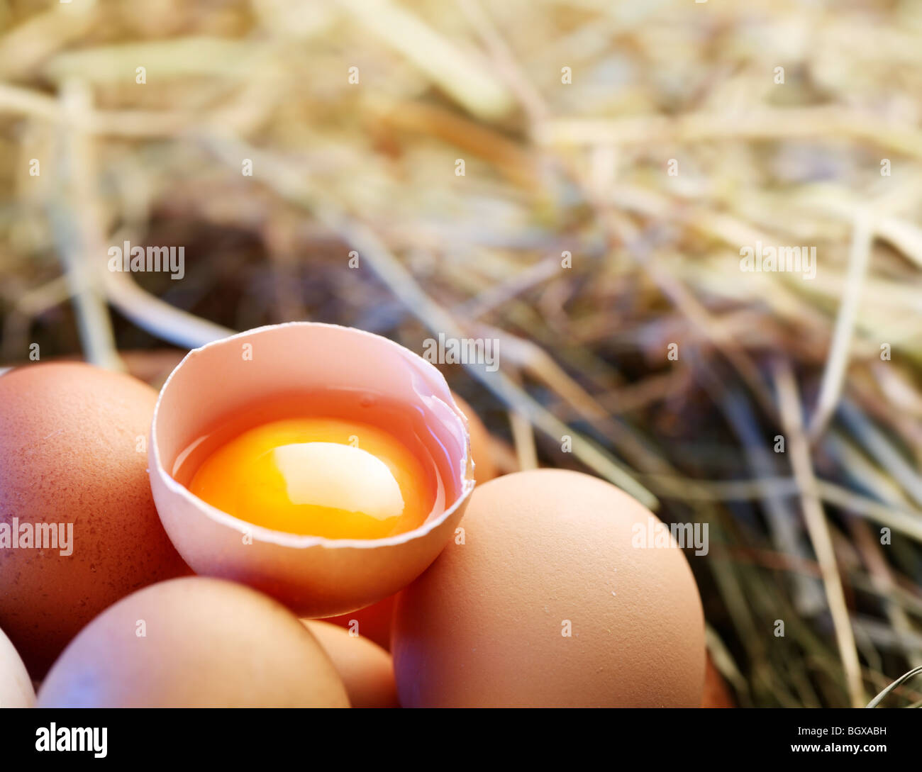 Chicken eggs in the straw with half a broken egg in the morning light ...