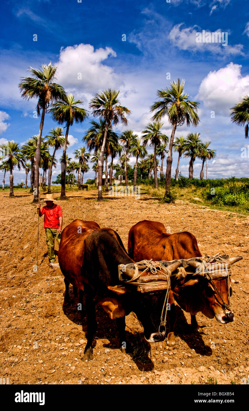 Old fashioned farming in tobacco fields in Sierra del Rosario mountains ...