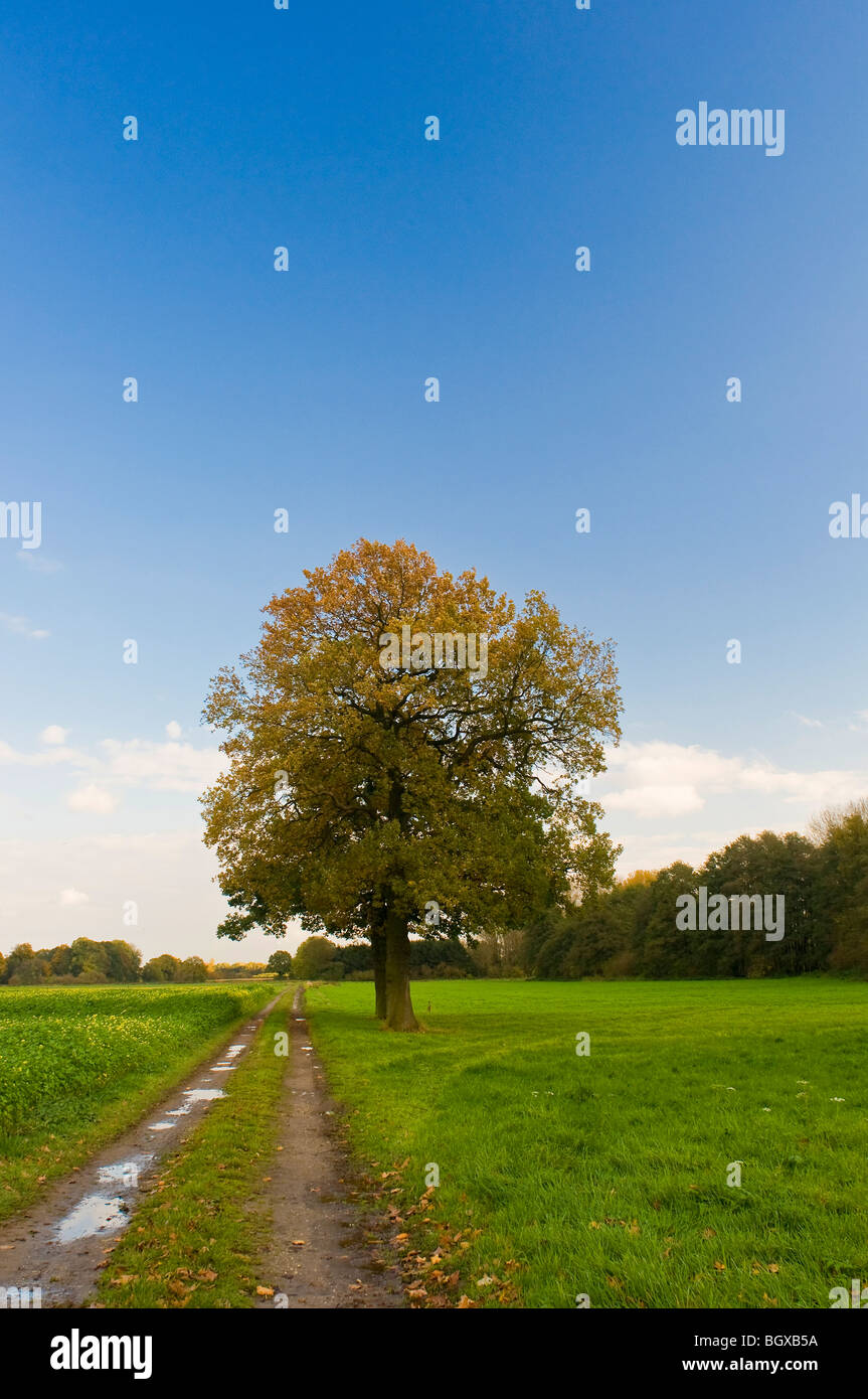 Fields and field path in autumn hi-res stock photography and images - Alamy