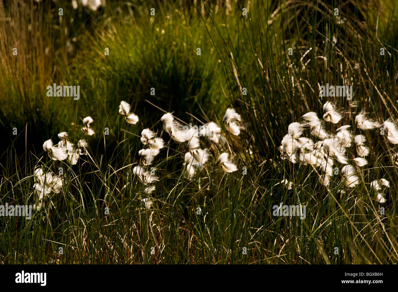 Eternal spring water hi-res stock photography and images - Alamy
