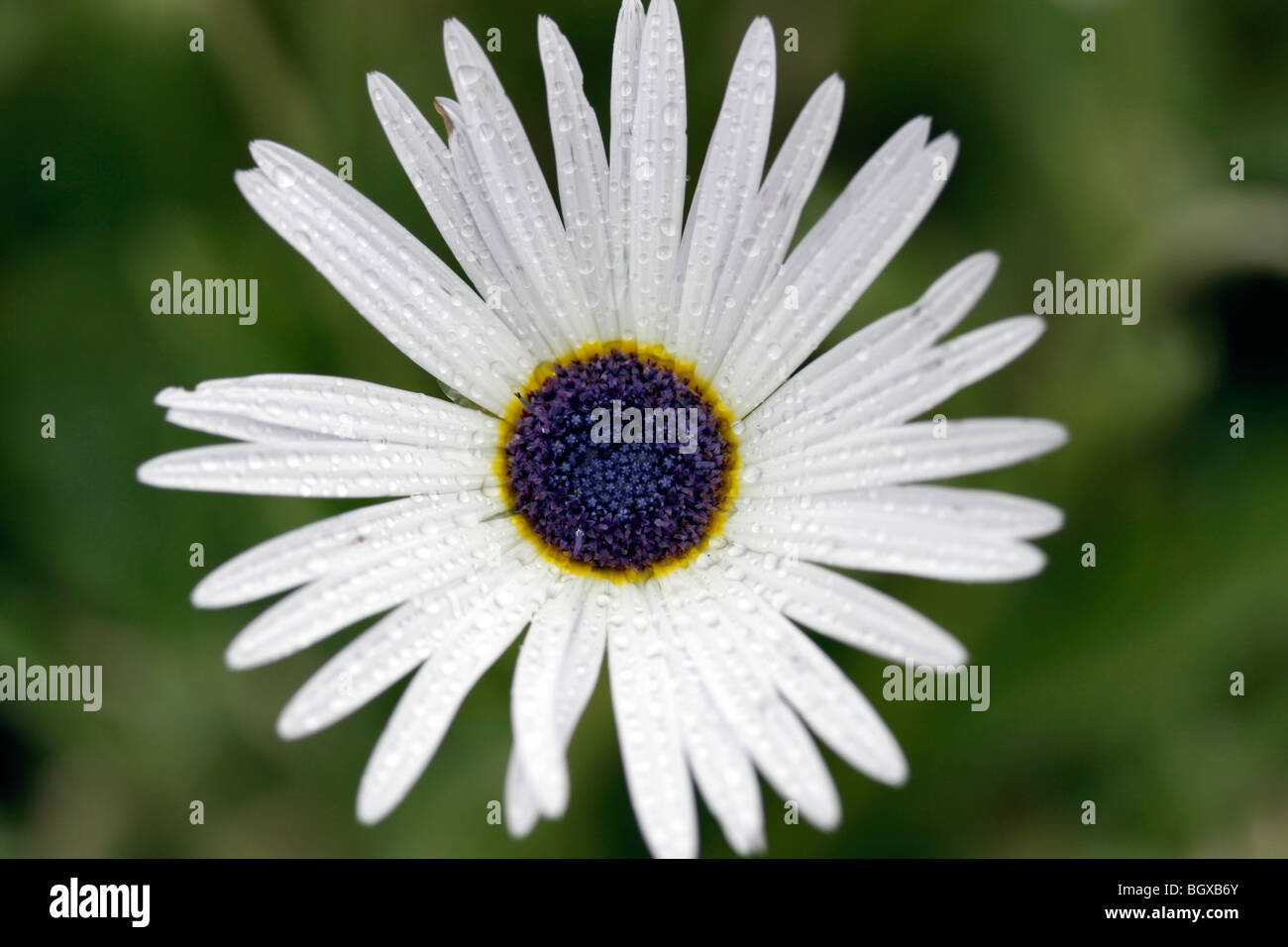 Raindrops on white and purple snow daisy (Dimorphotheca nudicaulis) in ...