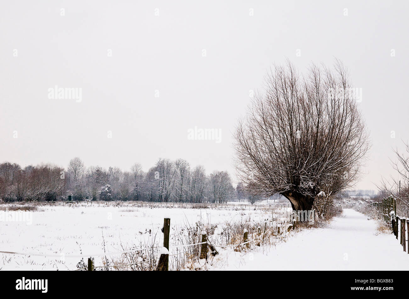Pollard meadows hi-res stock photography and images - Alamy