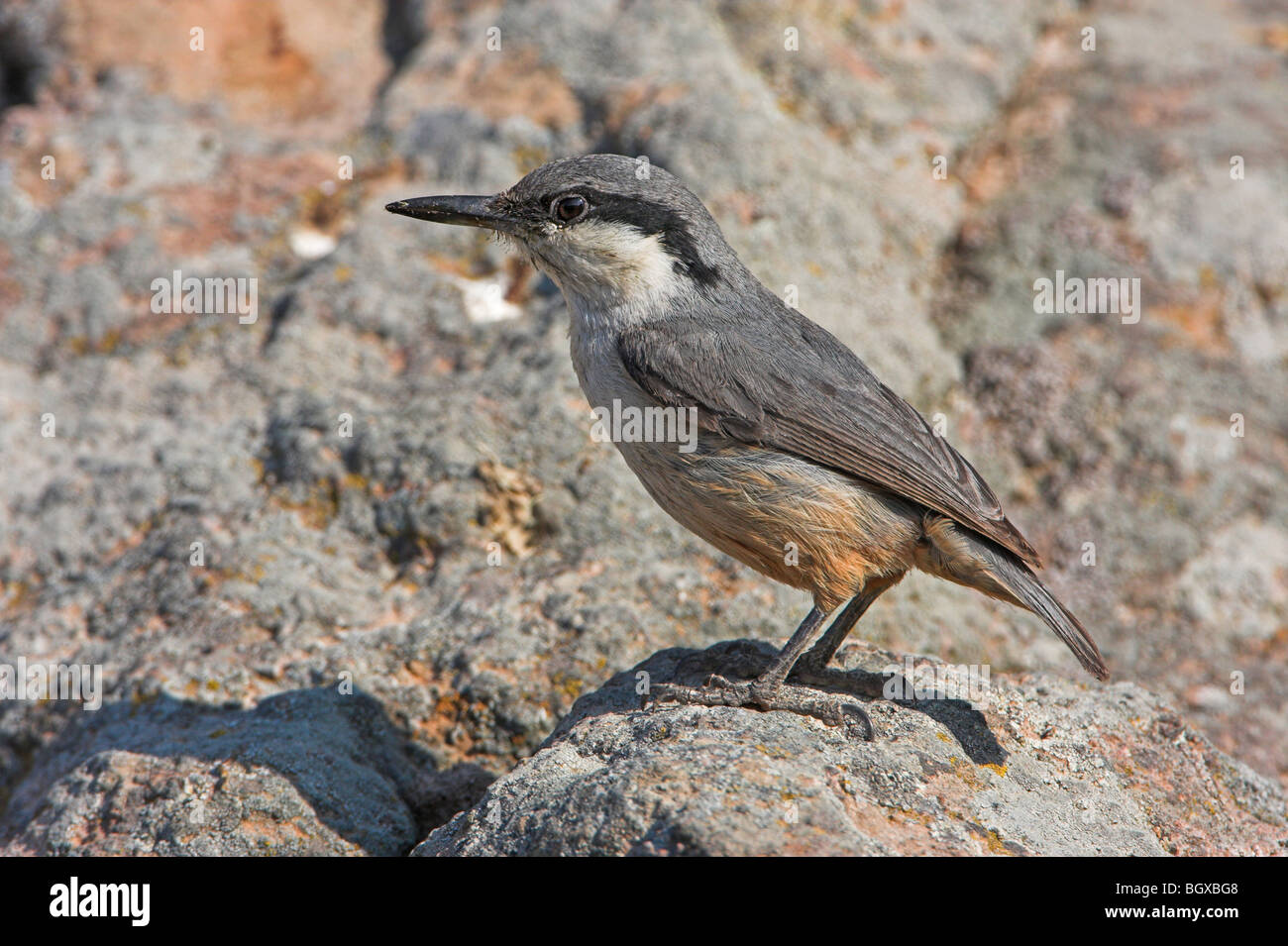 Rock nuthatch hi-res stock photography and images - Alamy