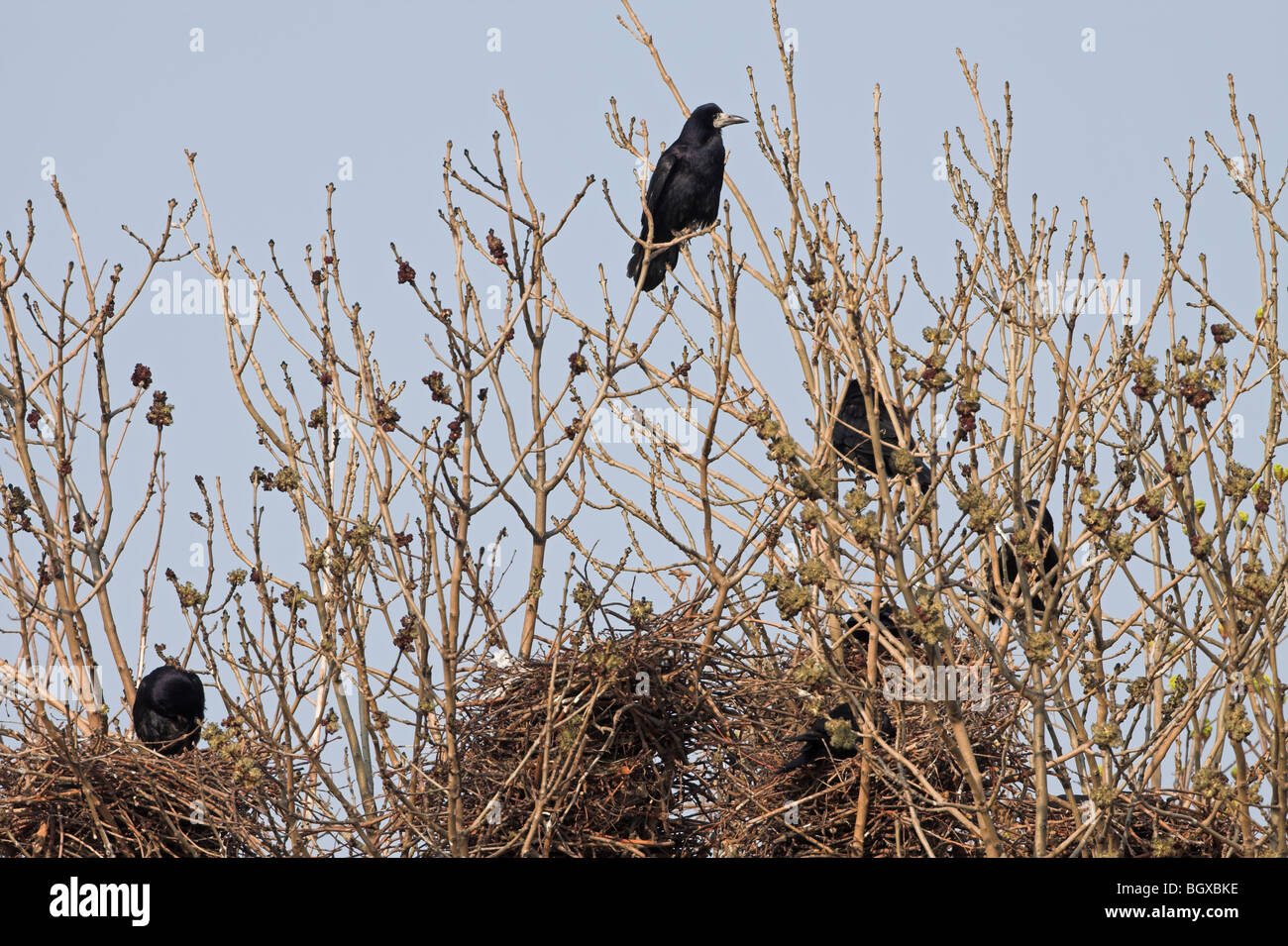 Rook Corvus frugilegus Stock Photo - Alamy