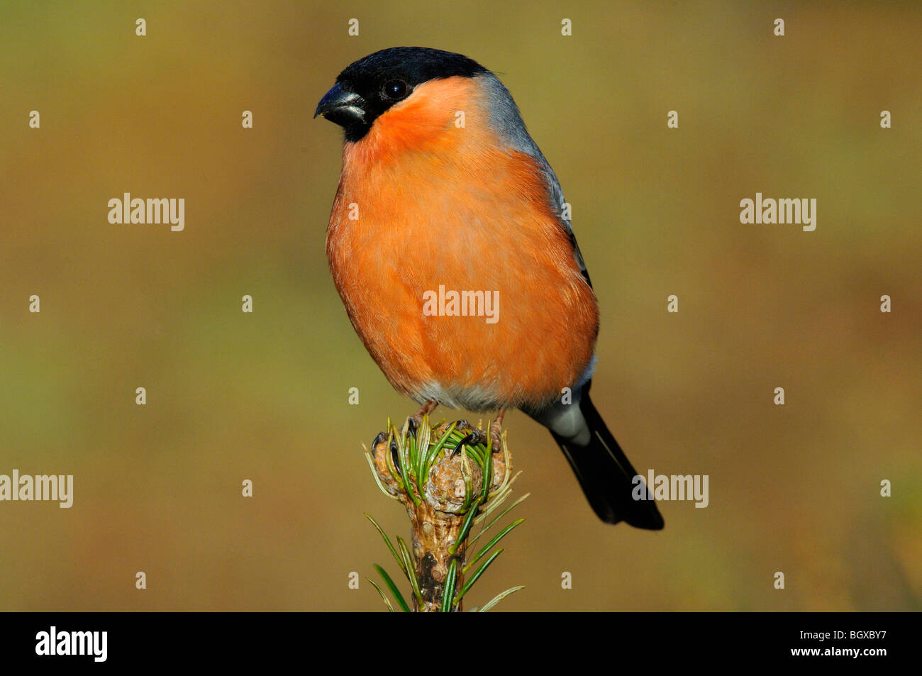 Northern bullfinch hi-res stock photography and images - Alamy