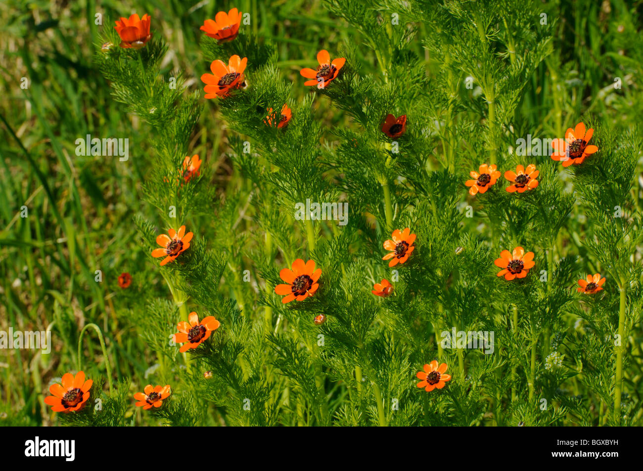 Adonis aestivalis hi-res stock photography and images - Alamy