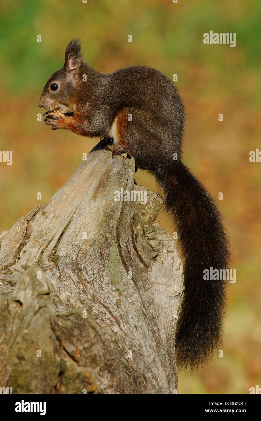 Sciurinae sciurus vulgaris hi-res stock photography and images - Alamy