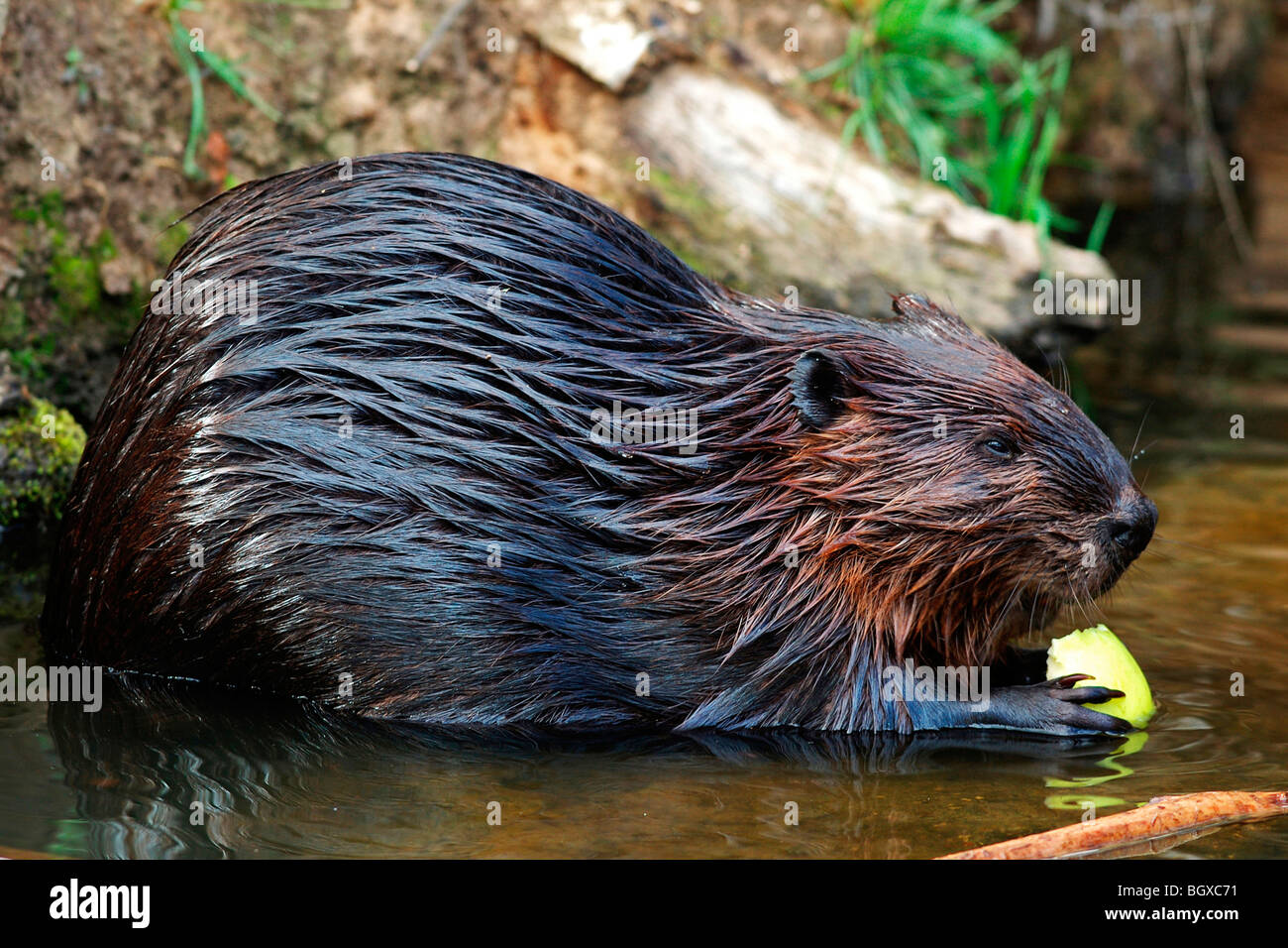 Beaver (Castor canadensis Stock Photo - Alamy