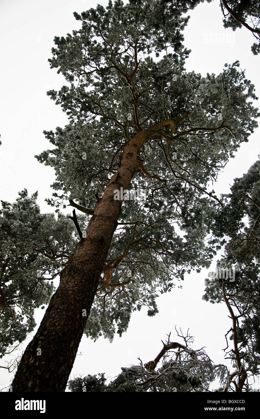 Trees from below Stock Photo - Alamy