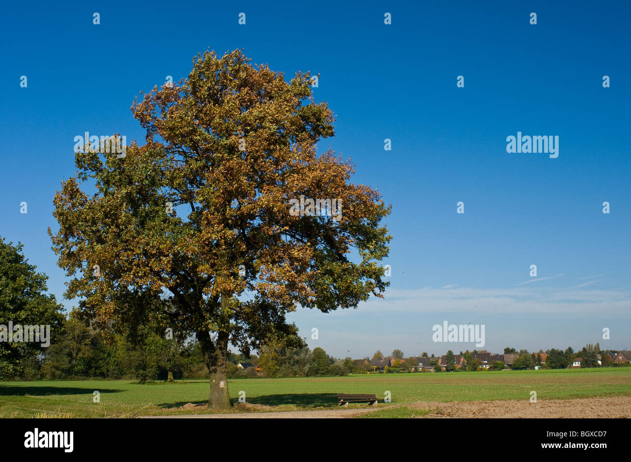 Parts of oak hi-res stock photography and images - Alamy
