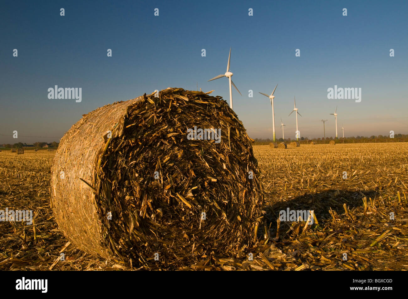 Round bales of corn straw Stock Photo - Alamy