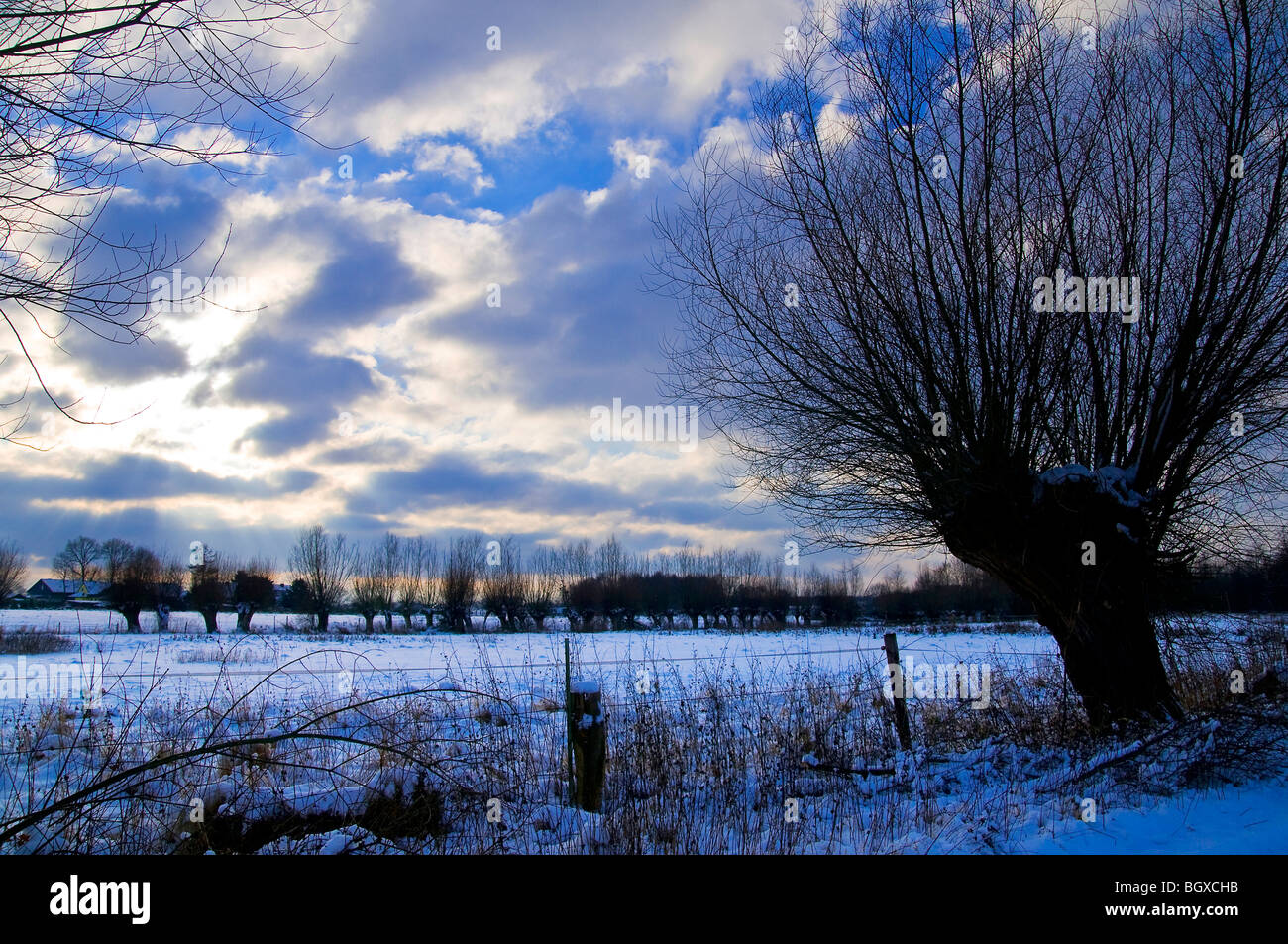 Beautiful old willows in sun hi-res stock photography and images - Alamy