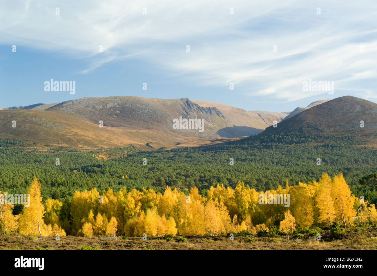 Rothiemurchus cairngorms hi-res stock photography and images - Alamy