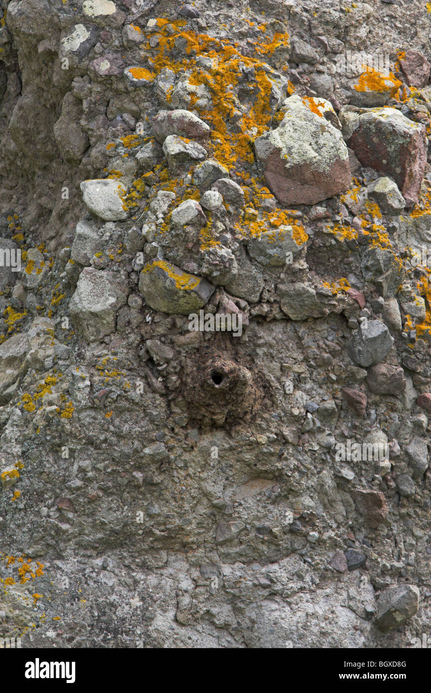 Western Rock Nuthatch Sitta neumayer Stock Photo - Alamy