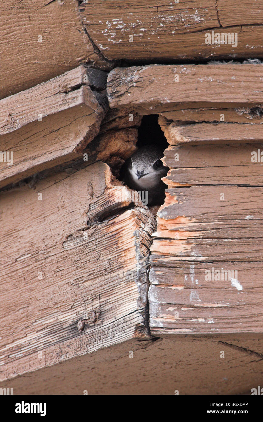 Common Swift Apus apus Stock Photo - Alamy